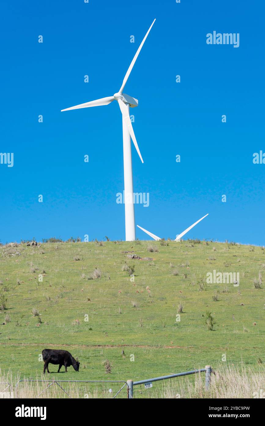Cattle grazing on a hillside below a wind turbine that forms part of ...