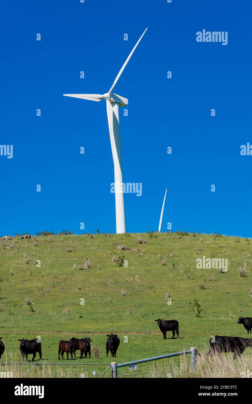 Cattle grazing on a hillside below a wind turbine that forms part of ...