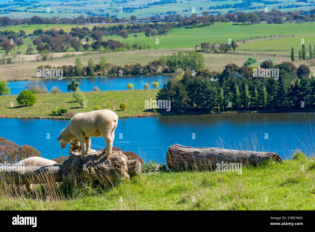 A playful image of sheep on a hillside above Carcoar Lake and Dam in ...