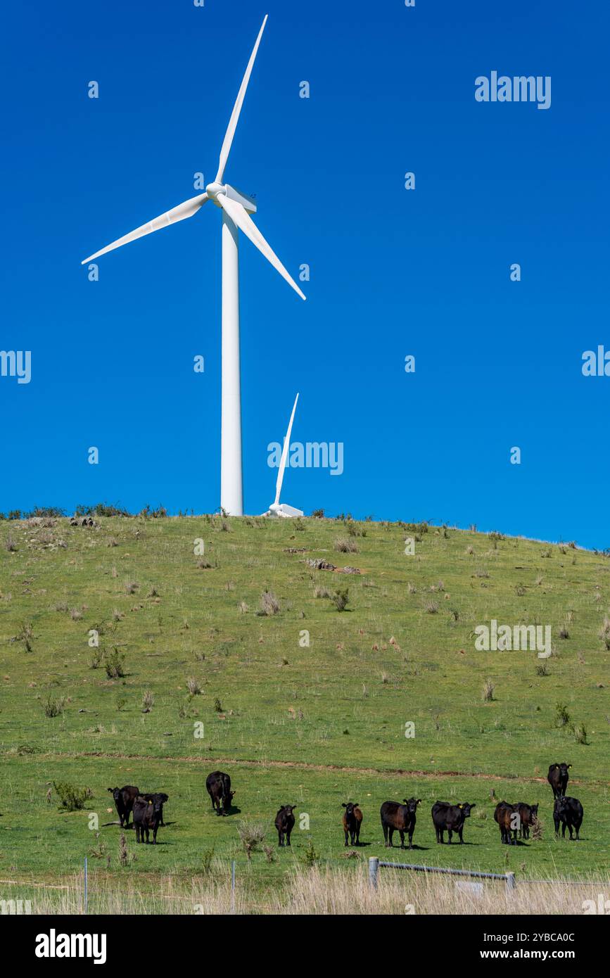 Cattle grazing on a hillside below a wind turbine that forms part of ...
