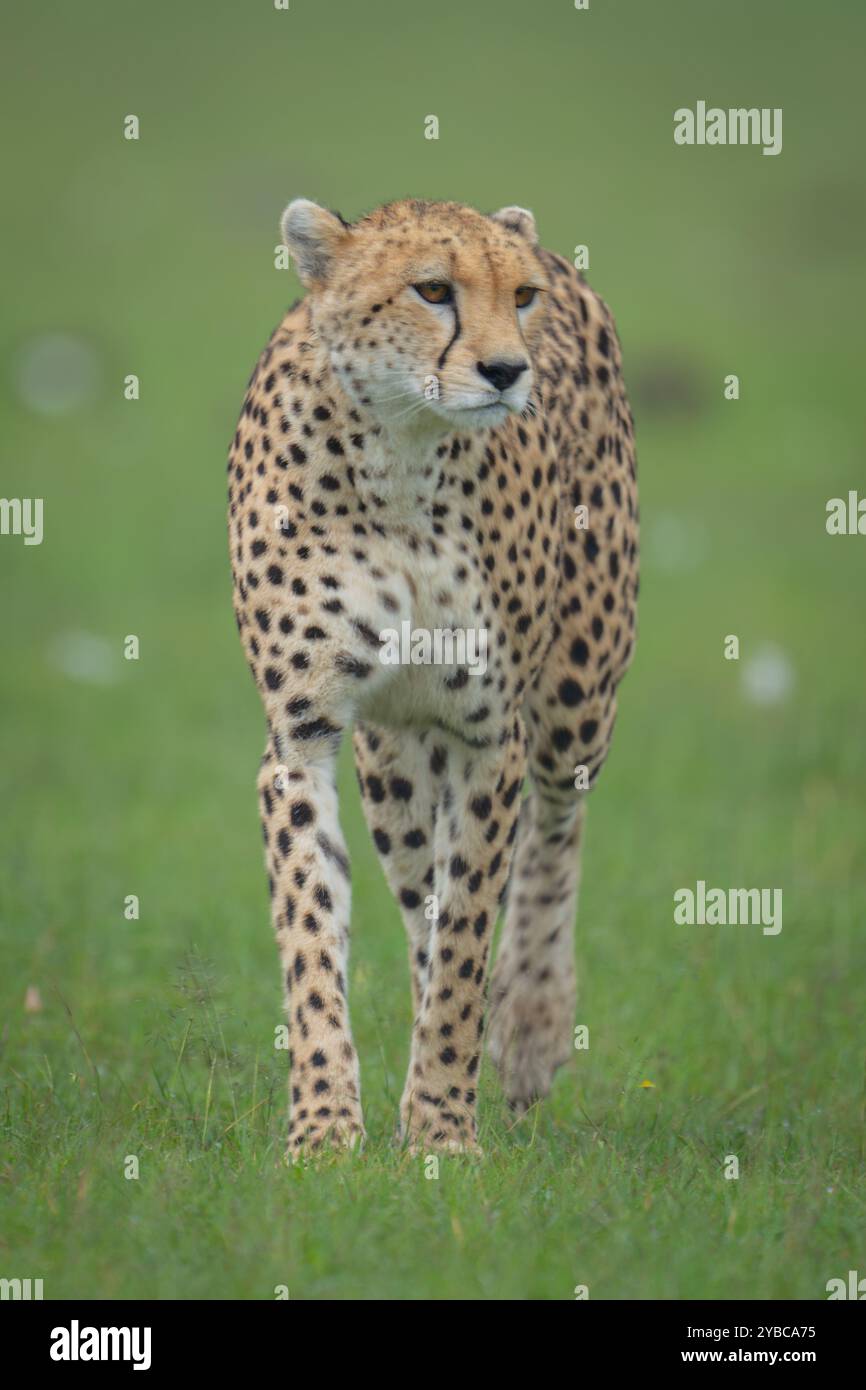 Female cheetah stands turning head on grass Stock Photo - Alamy