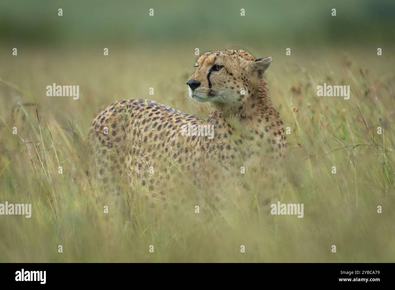 Female cheetah stands on grass turning head Stock Photo - Alamy