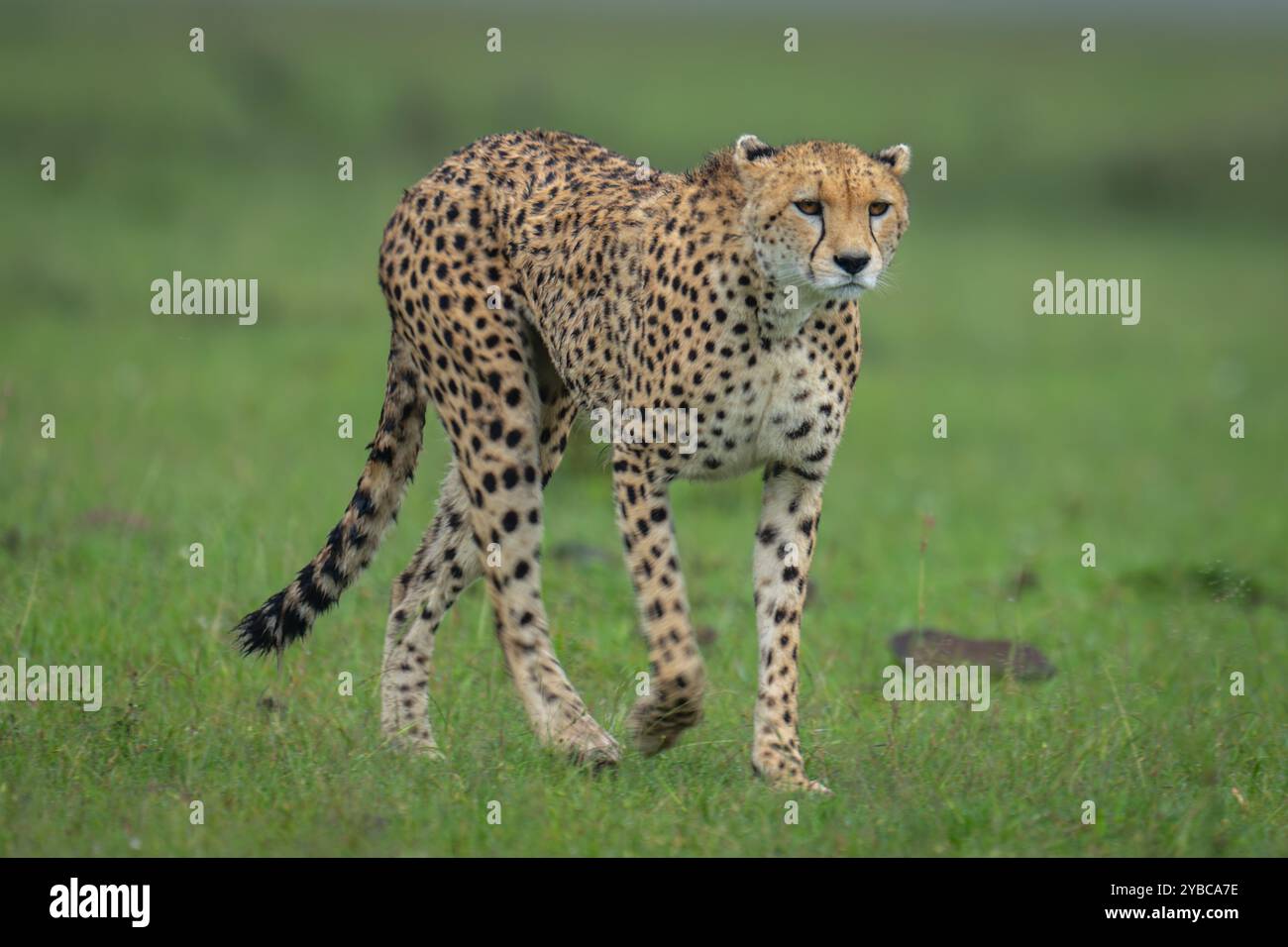Female cheetah walks across grass past rock Stock Photo - Alamy