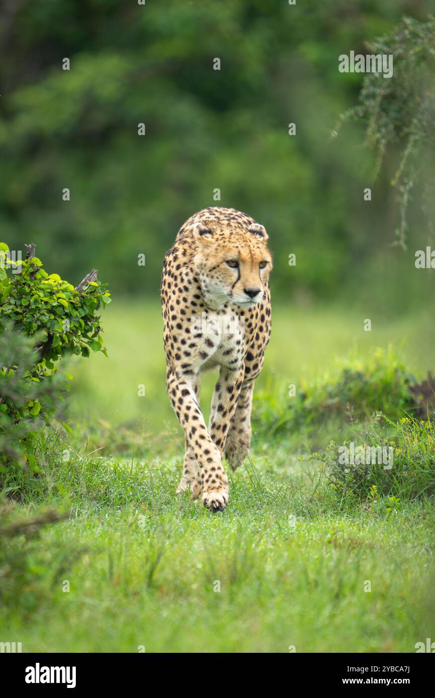 Female cheetah walking towards camera lifting forepaw Stock Photo - Alamy