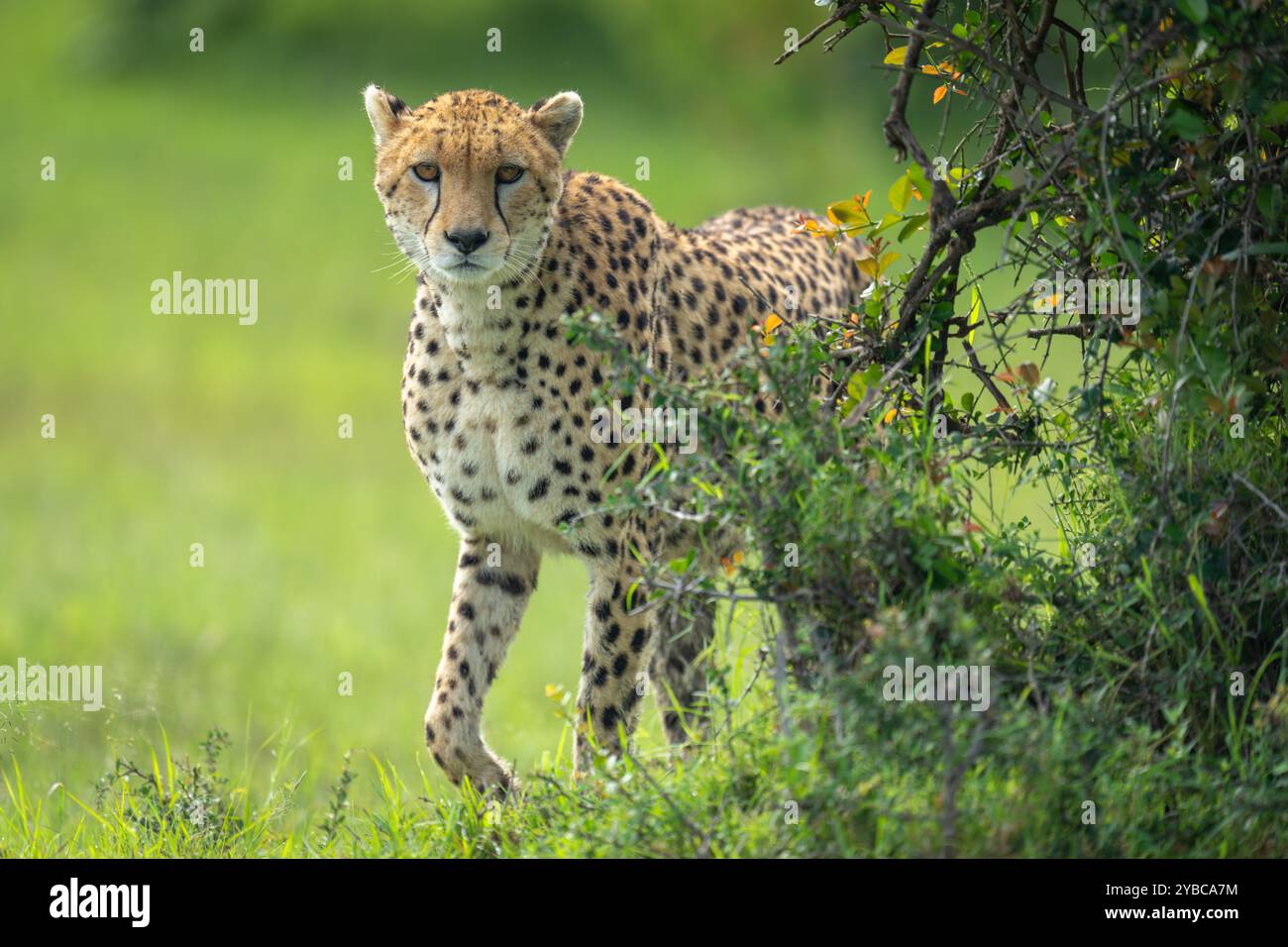 Female cheetah walks round bush watching camera Stock Photo - Alamy