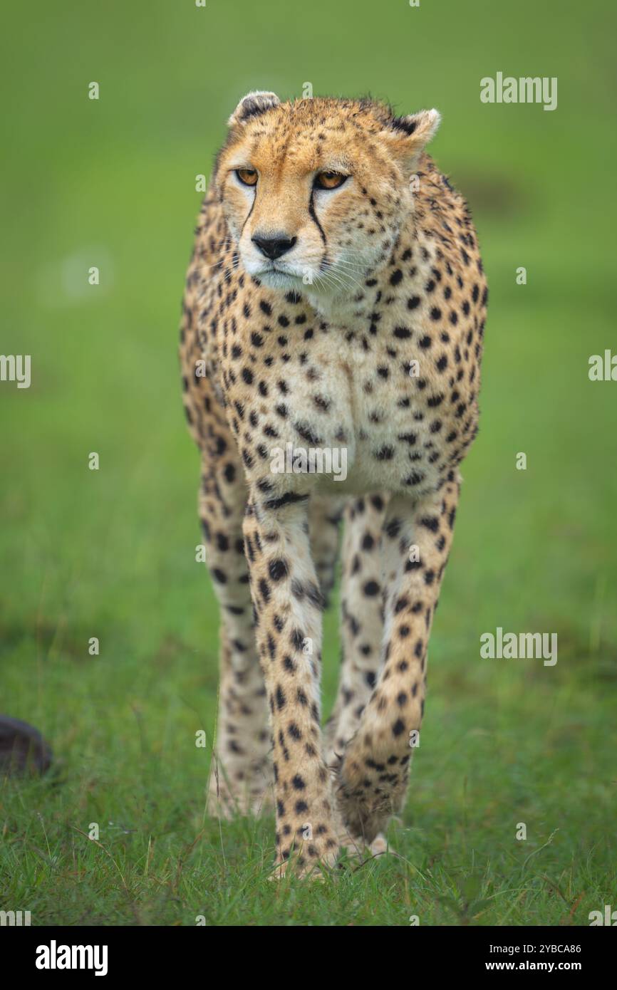 Female cheetah walks toward camera lifting forepaw Stock Photo - Alamy