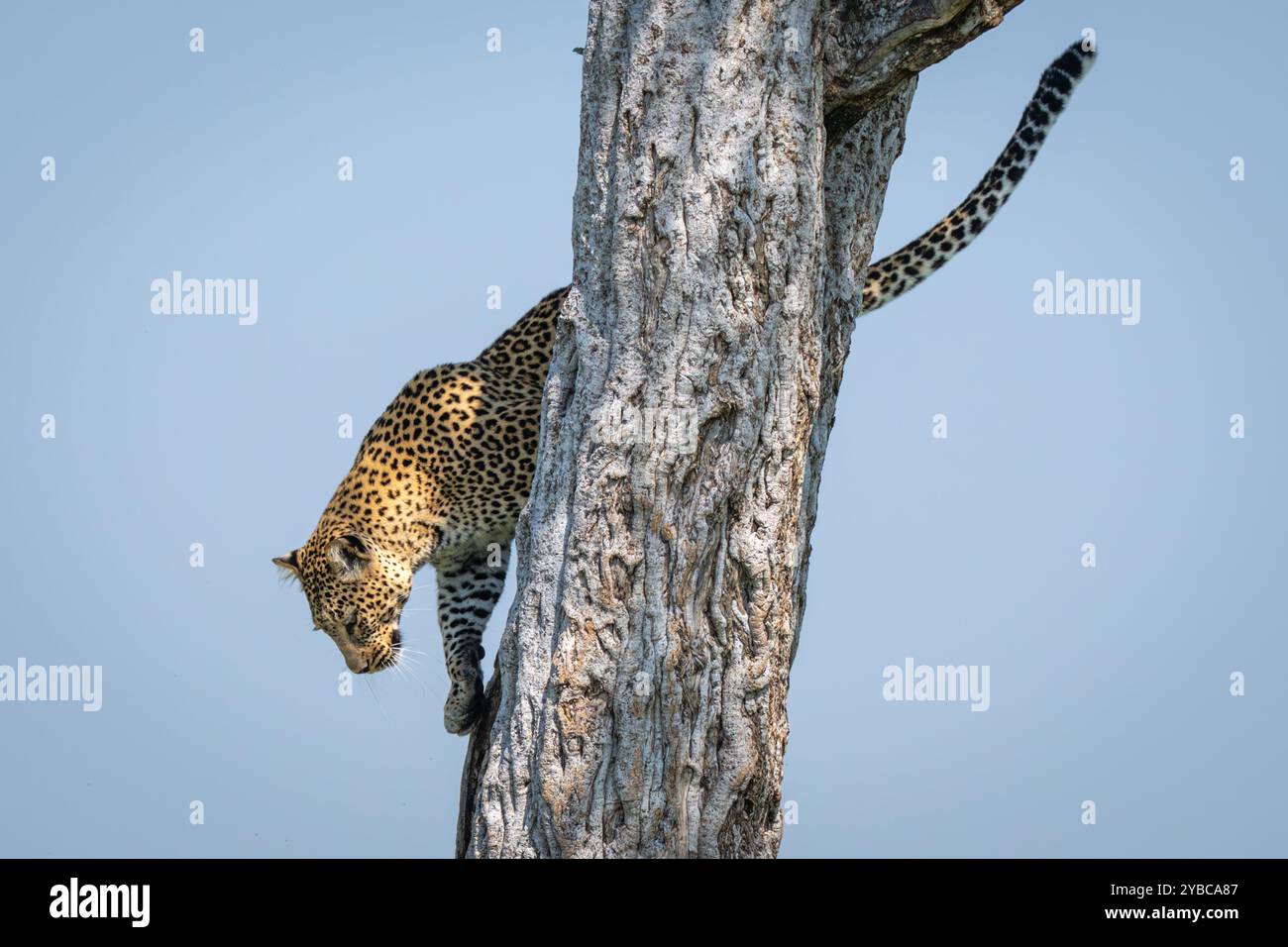 Female leopard climbs down tree in sunshine Stock Photo - Alamy
