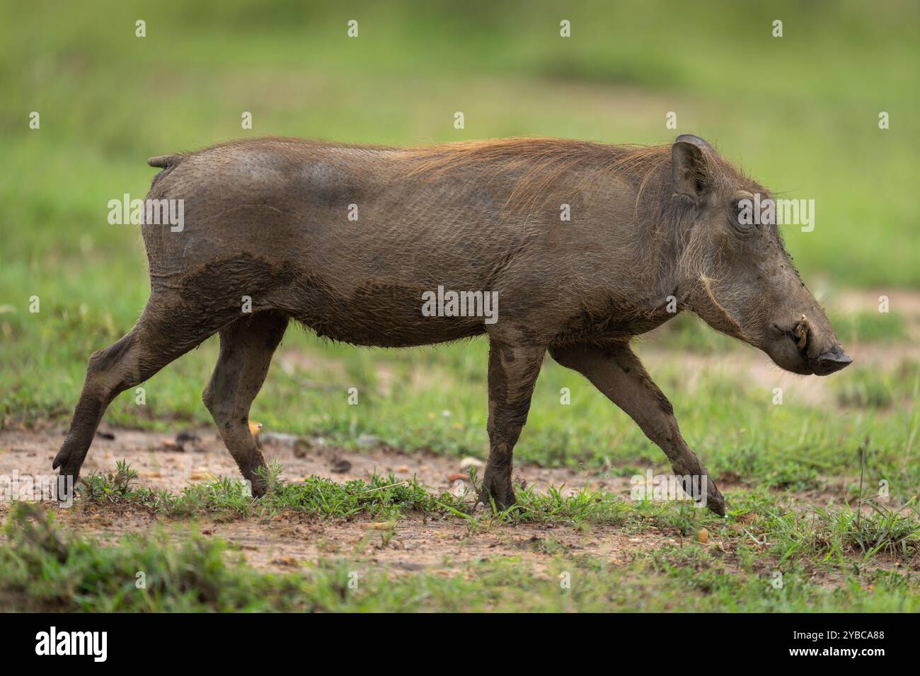 Female common warthog walking hi-res stock photography and images - Alamy