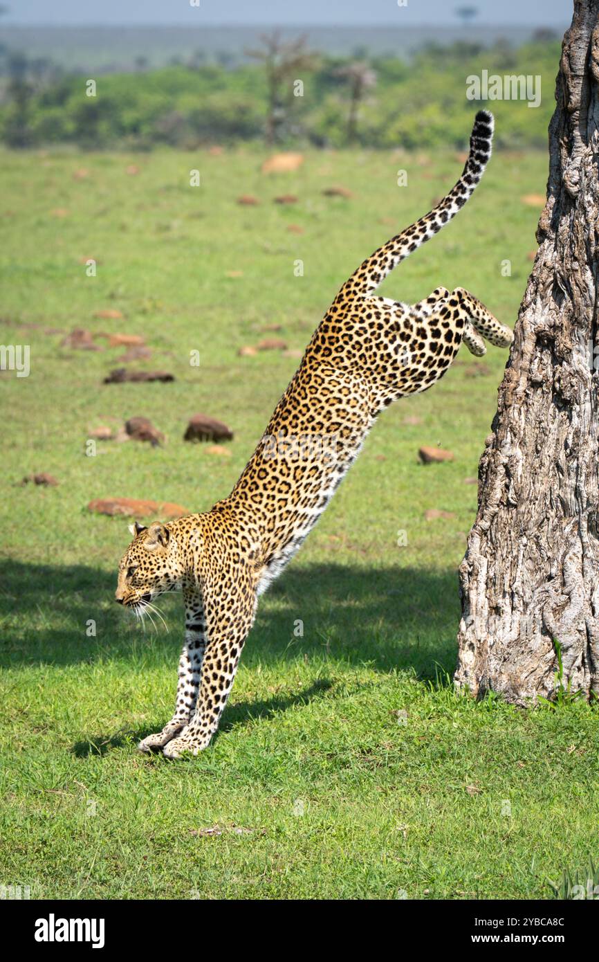 Female leopard jumps from tree in savannah Stock Photo - Alamy