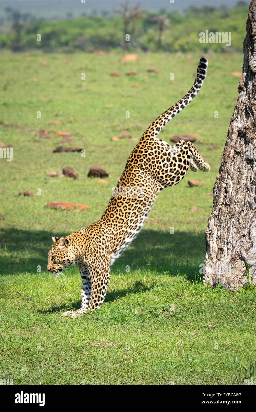 Jumping off tree branch hi-res stock photography and images - Alamy