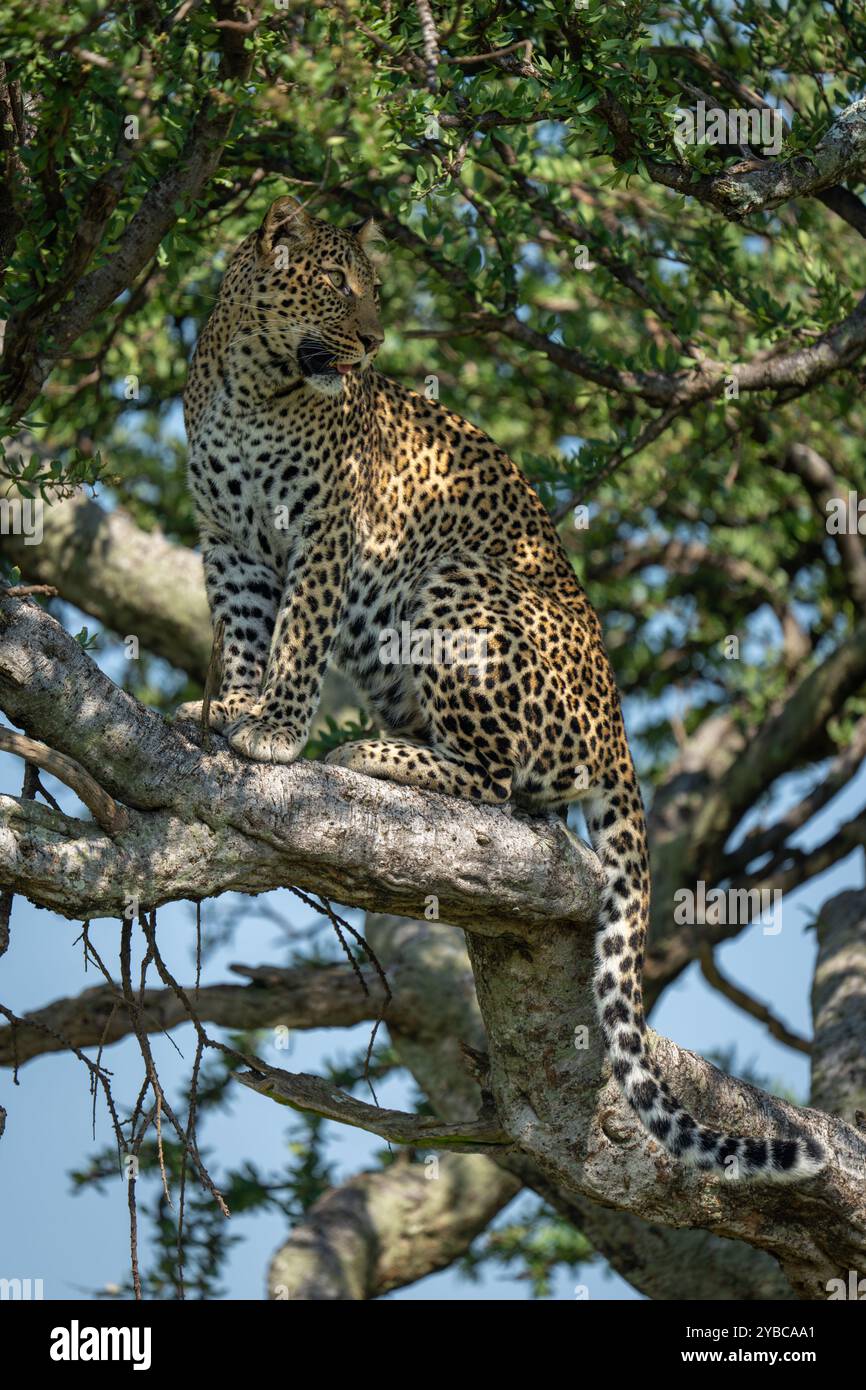 Female leopard sits on branch turning head Stock Photo - Alamy