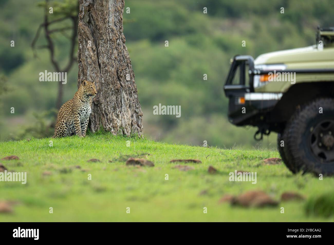 Female leopard sits by tree near jeep Stock Photo - Alamy