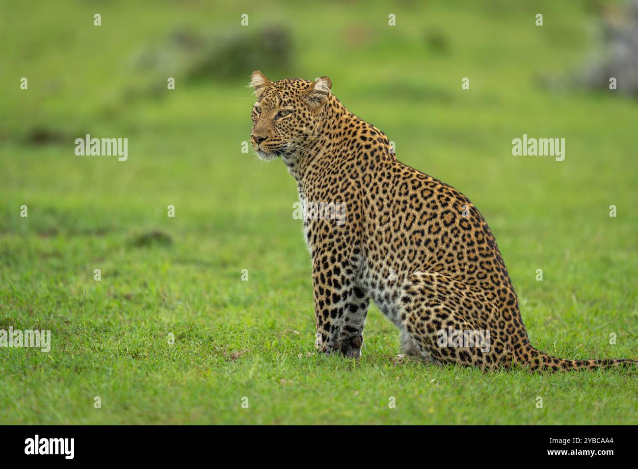 Female leopard sits on grass turning head Stock Photo - Alamy