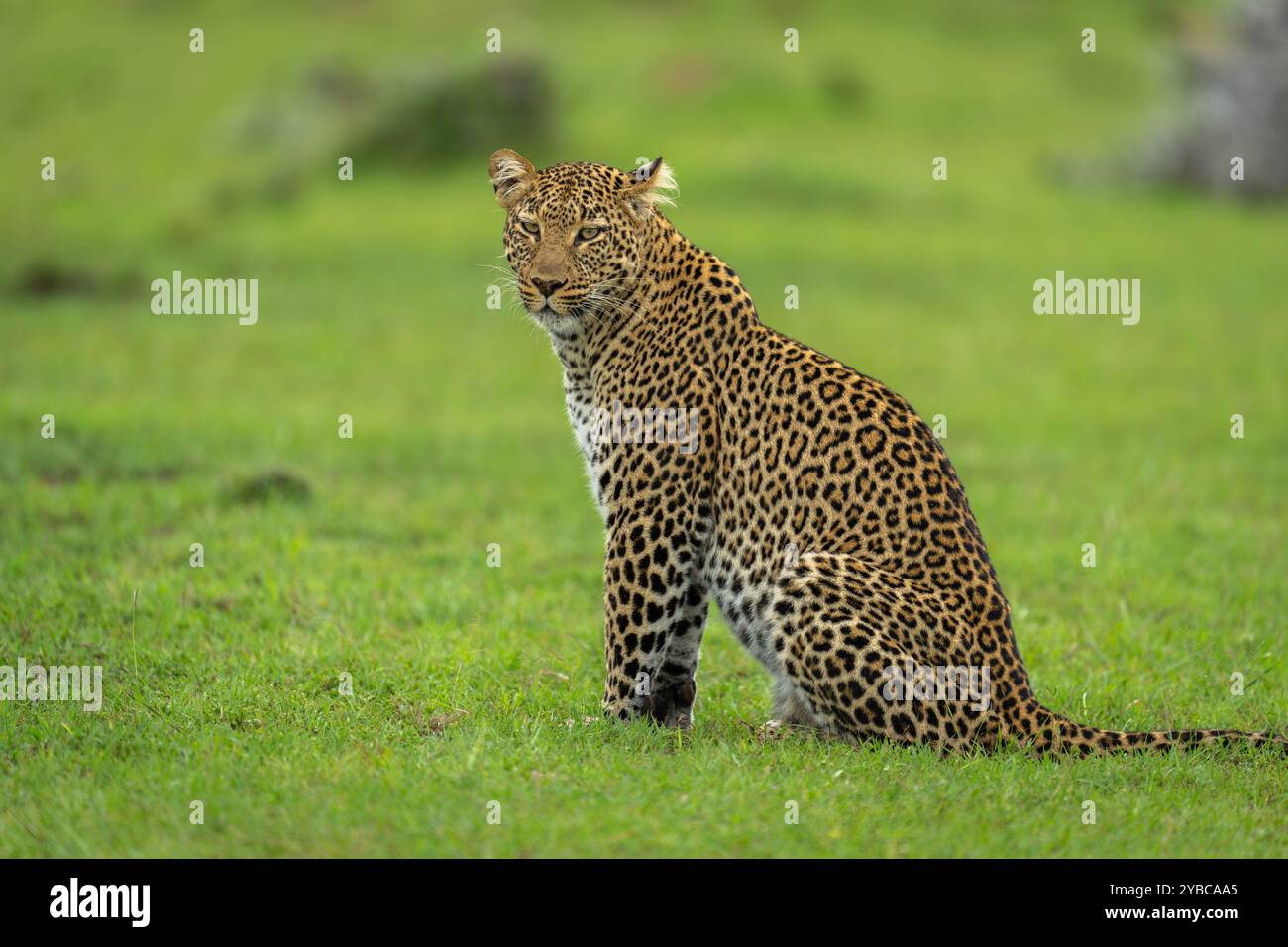 Female leopard sits on grass looking round Stock Photo - Alamy