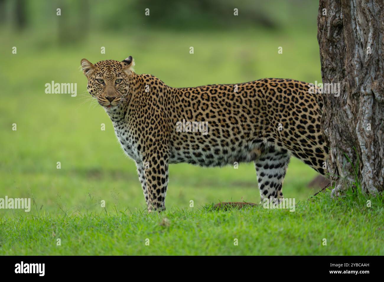 Female leopard stands by tree turning head Stock Photo - Alamy
