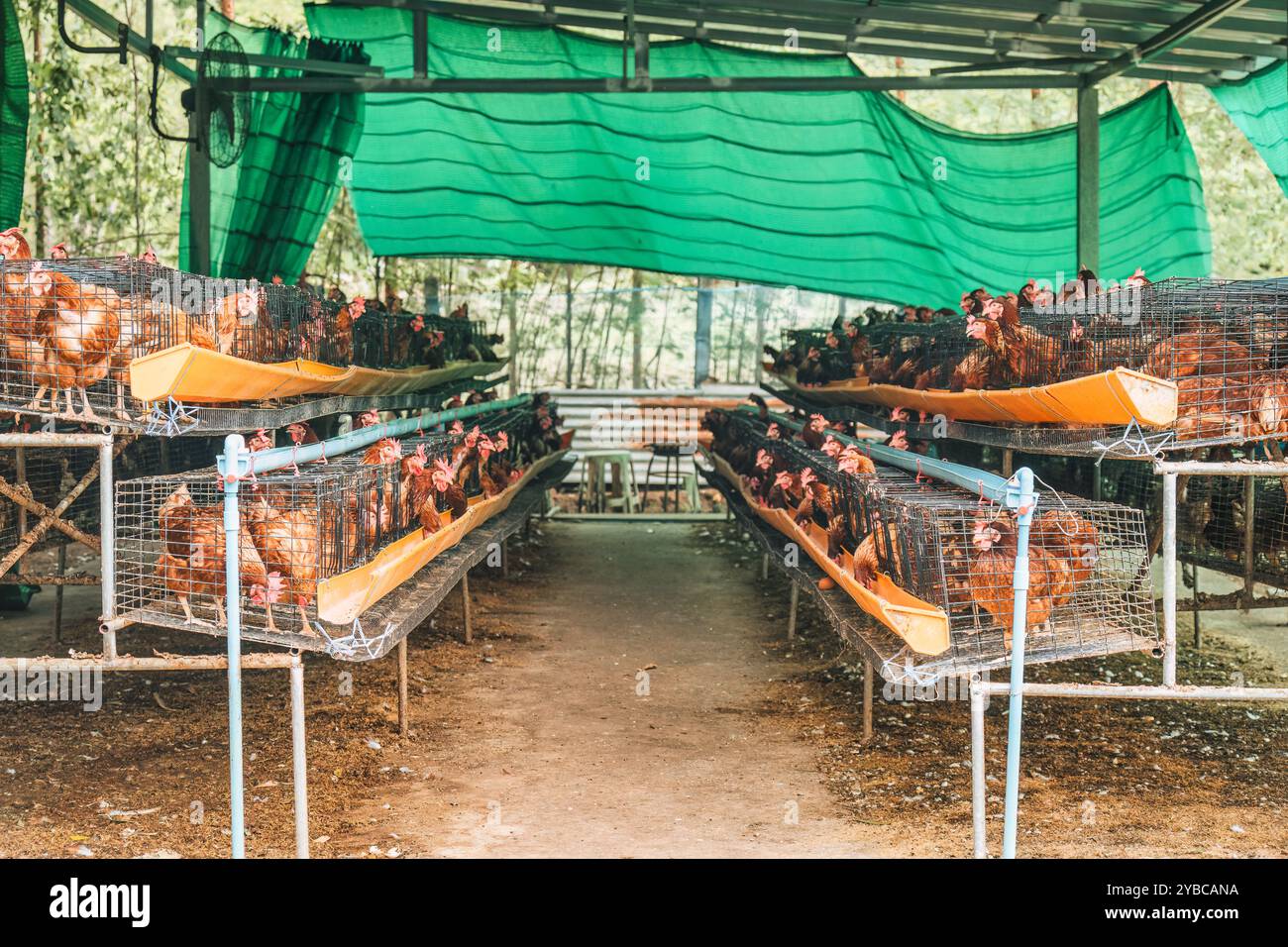 Flock of chicken poultry farming for meat and eggs production in coop ...