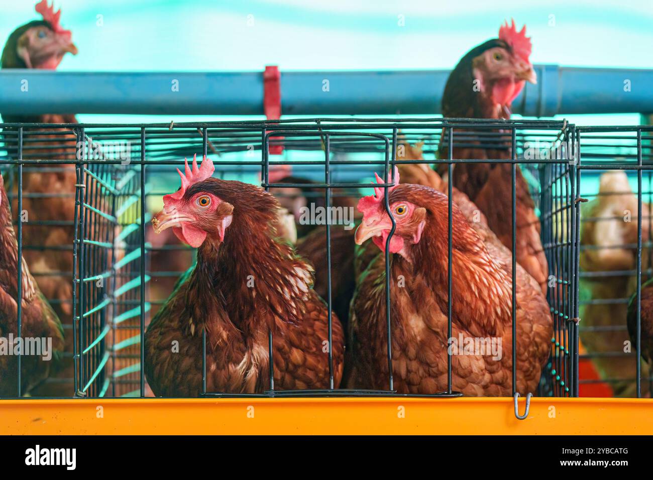 Chicken poultry farming for meat and eggs production in coop and cage ...
