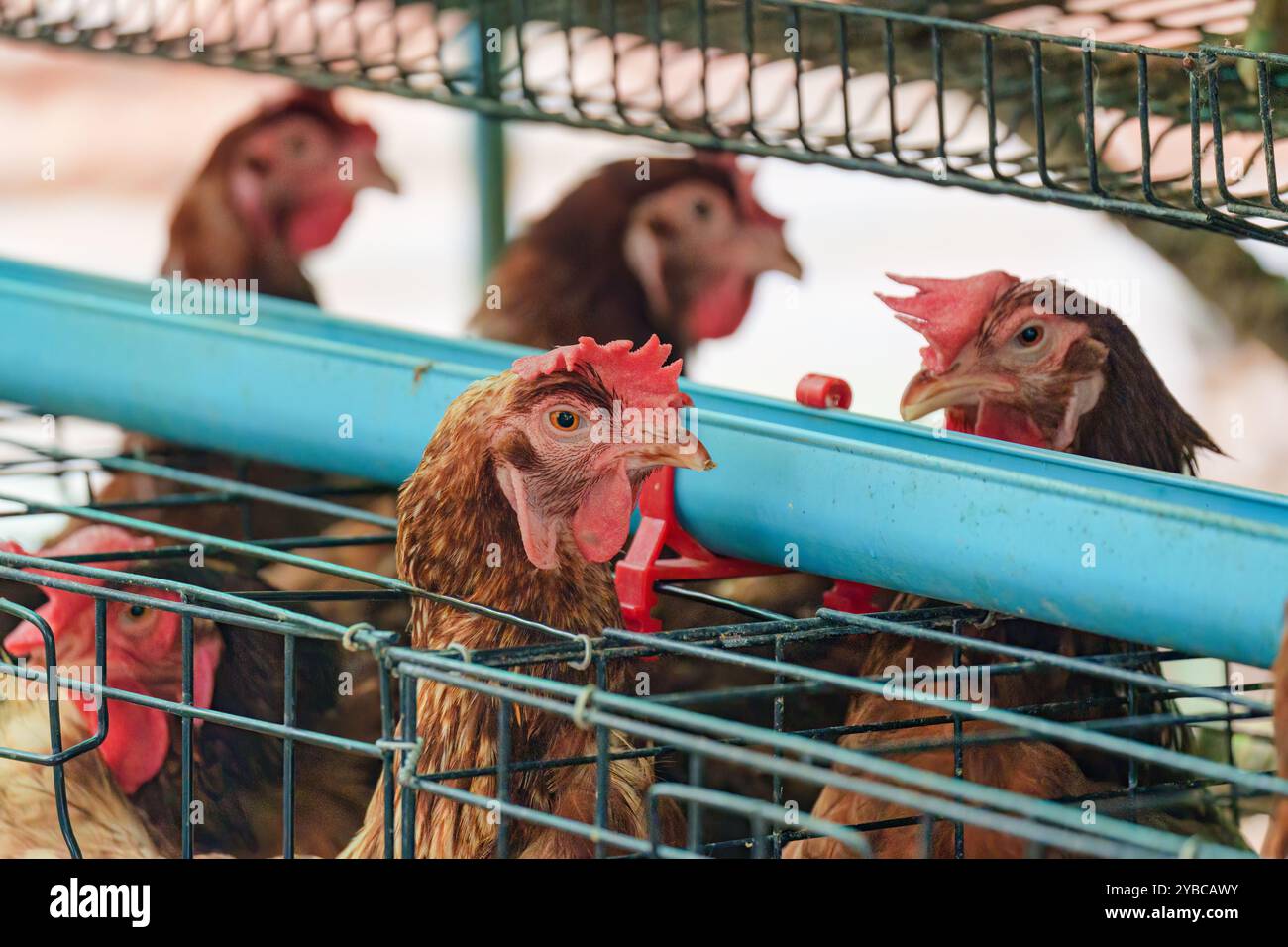 Chicken poultry farming for meat and eggs production in coop and cage ...