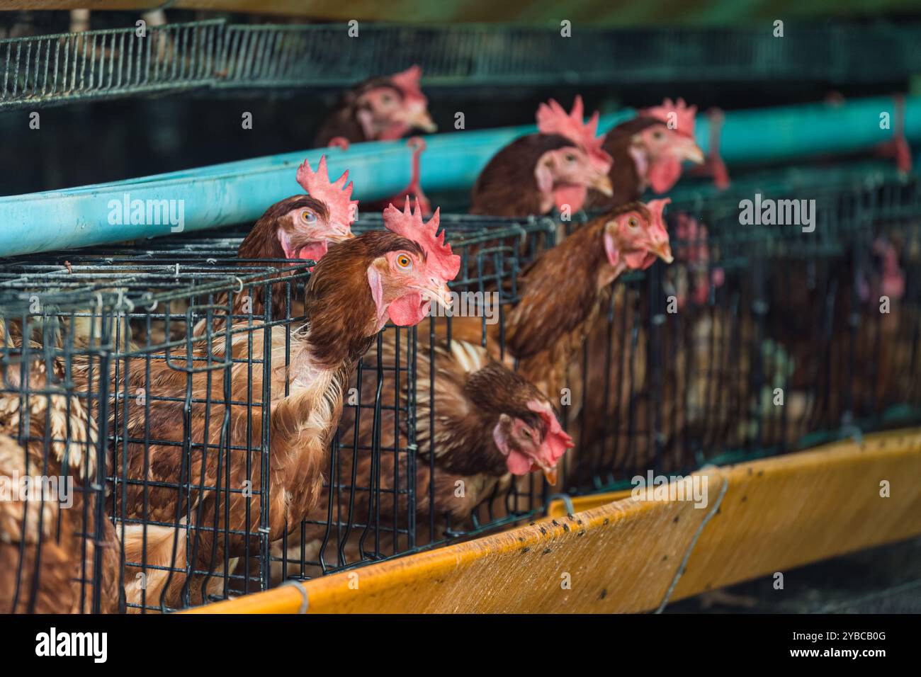 Flock of chicken poultry farming for meat and eggs production in coop ...