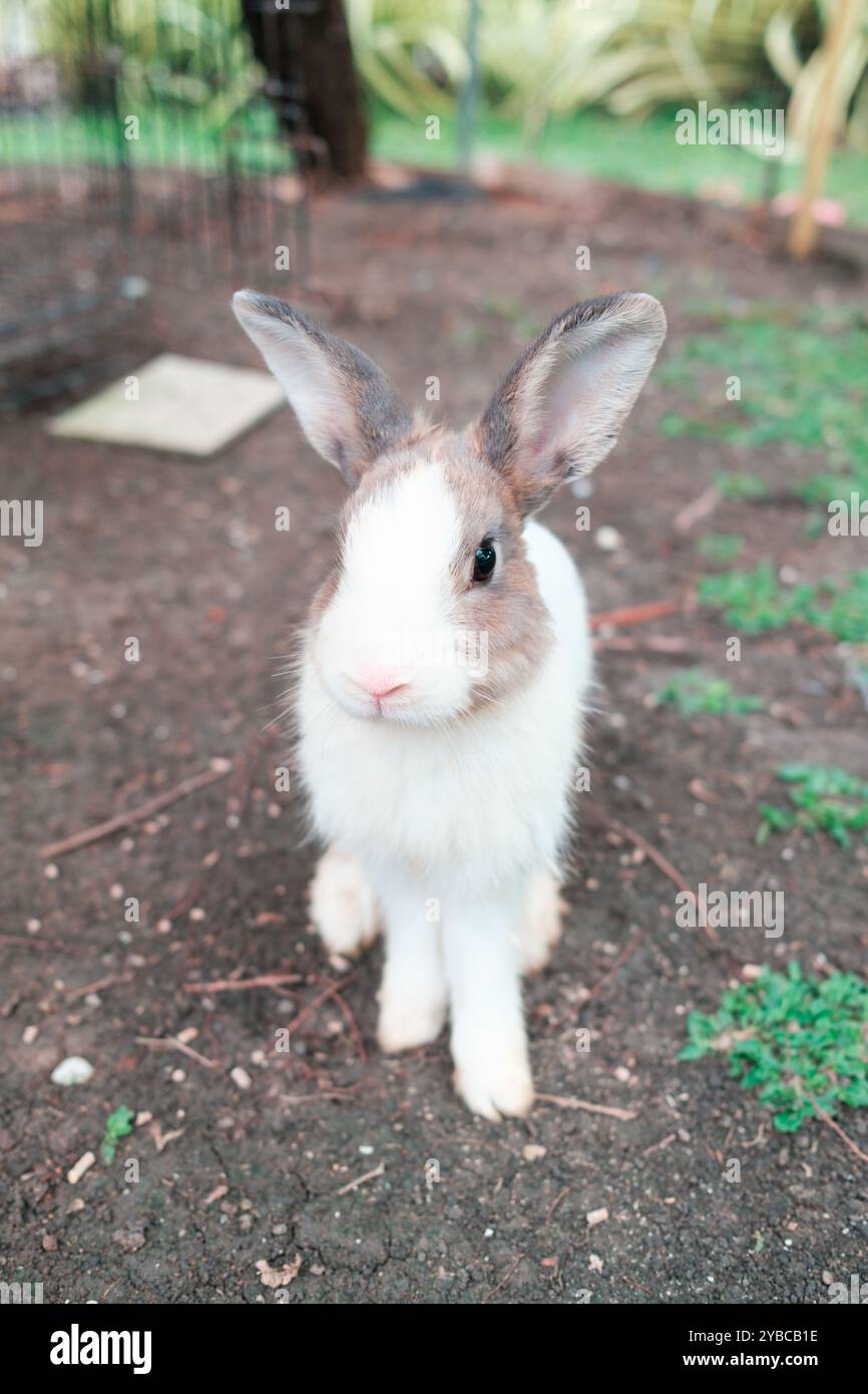 Fluffy white and grey rabbit lying on ground in the farm Stock Photo ...