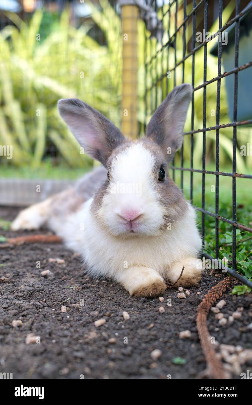 Fluffy white and grey rabbit lying on ground in the farm Stock Photo ...