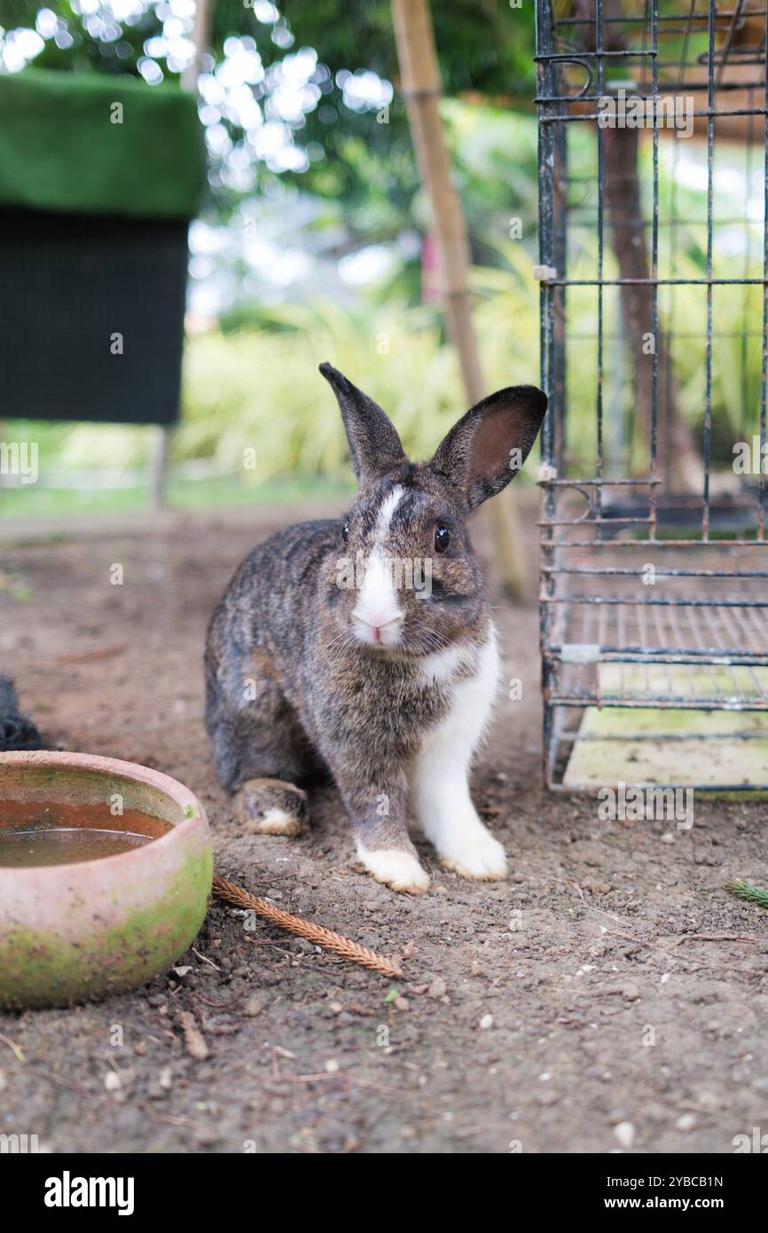 Fluffy white and grey rabbit lying on ground in the farm Stock Photo ...