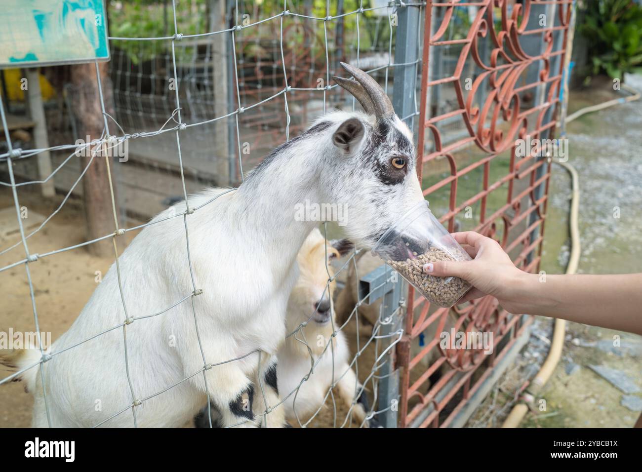 Feeding pellets with dwarf goat horned its head through fence of pen ...