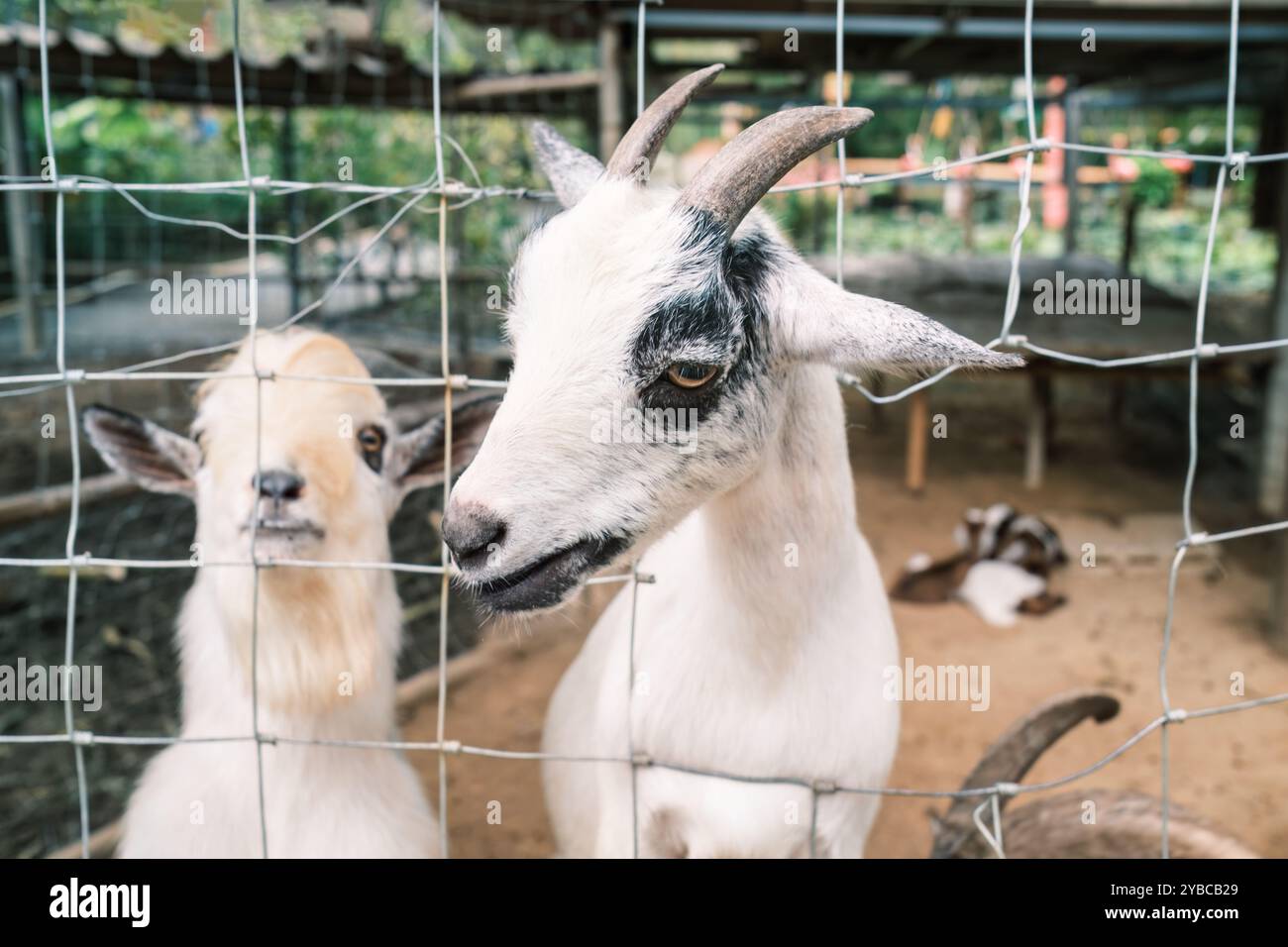 Feeding pellets with dwarf goat horned its head through fence of pen ...