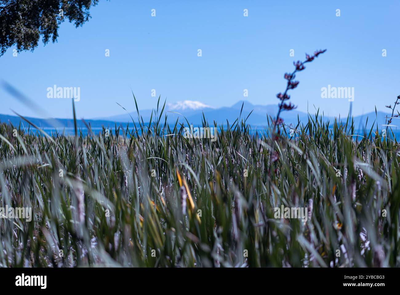 Landscape view of grass meadow with mountain range as background, Taupo ...