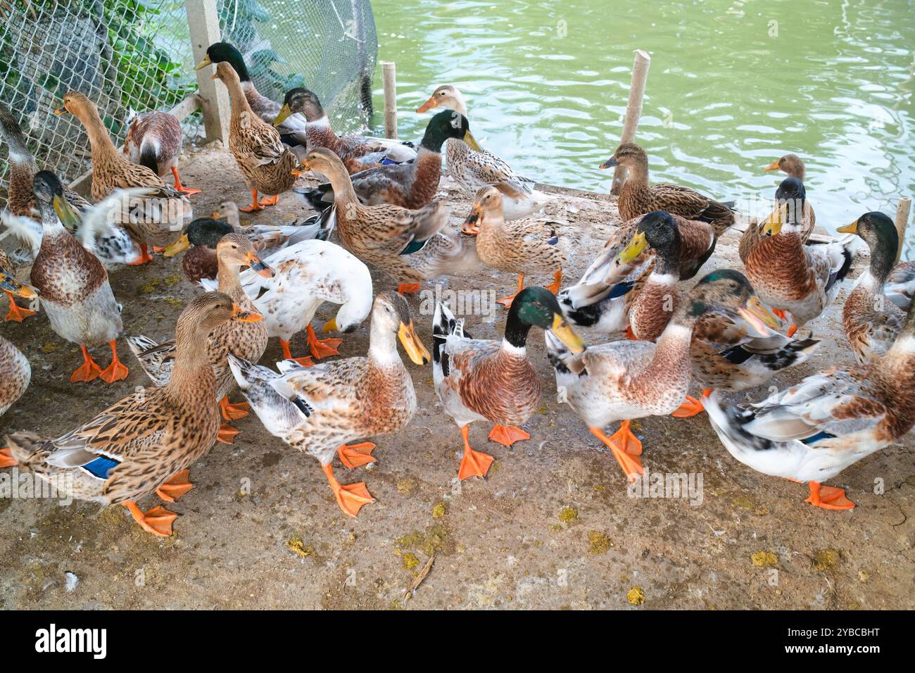 Flock ducks in cage hi-res stock photography and images - Alamy
