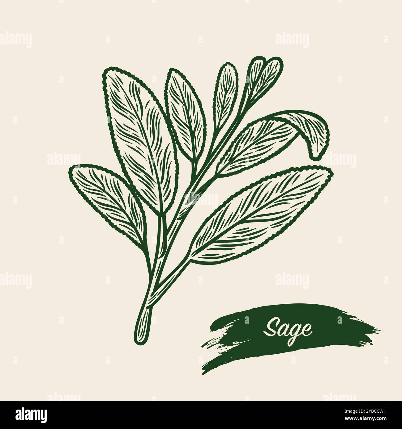 Sketch drawing of a sage branch Stock Vector Image & Art - Alamy
