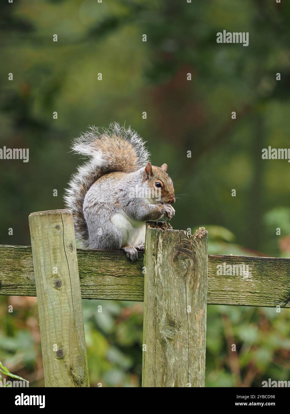 Grey squirrels are at home in parks, gardens and woodlands in the UK ...