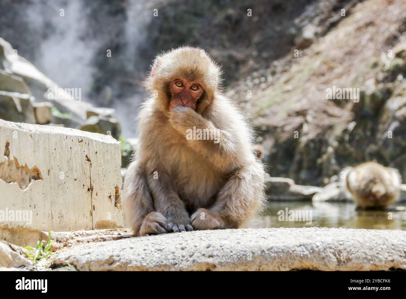 Jigoku-dani Snow Monkey Park, located in Yamanouchi, is known for its ...