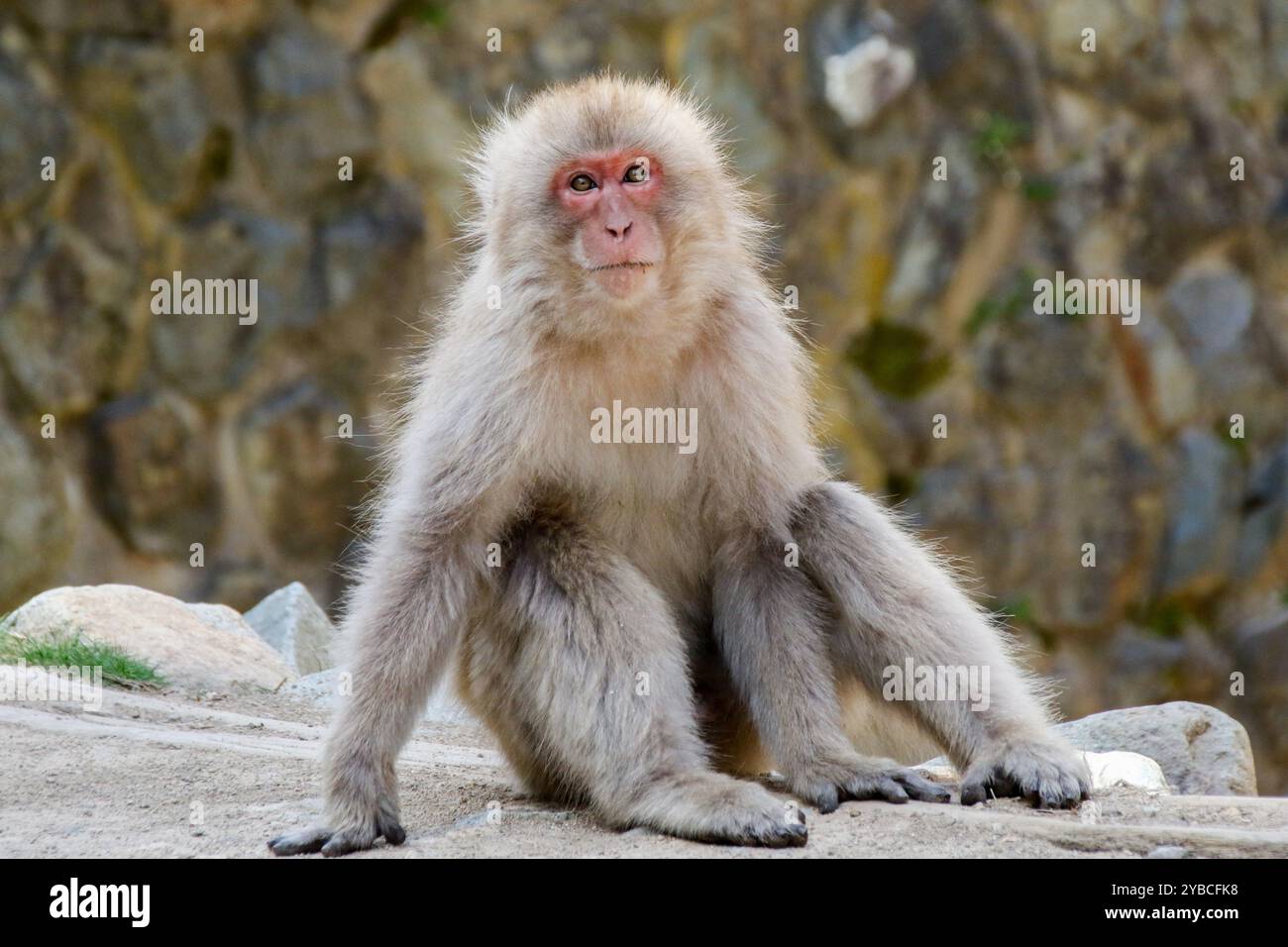 Jigoku-dani Snow Monkey Park, located in Yamanouchi, is known for its ...