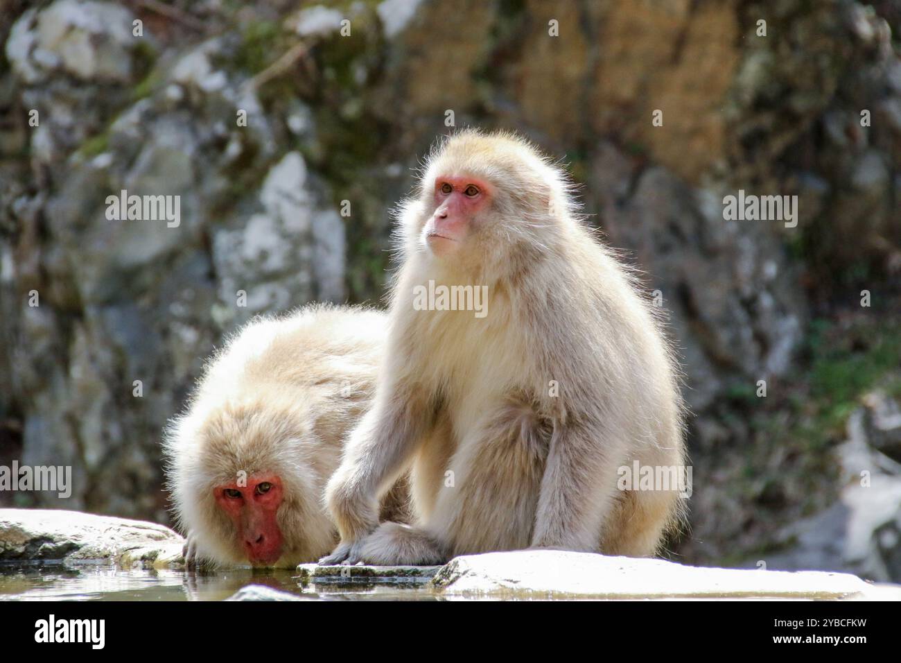 Jigoku-dani Snow Monkey Park, located in Yamanouchi, is known for its ...