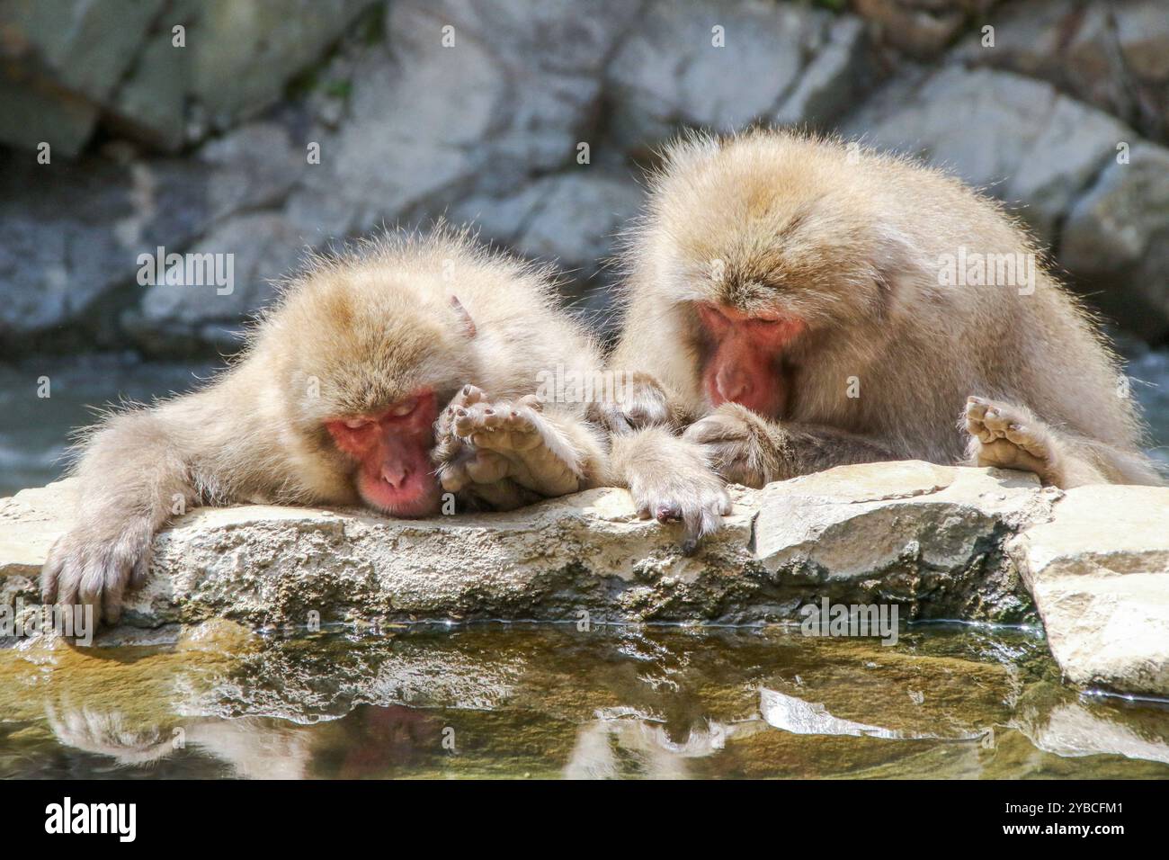 Jigoku-dani Snow Monkey Park, located in Yamanouchi, is known for its ...