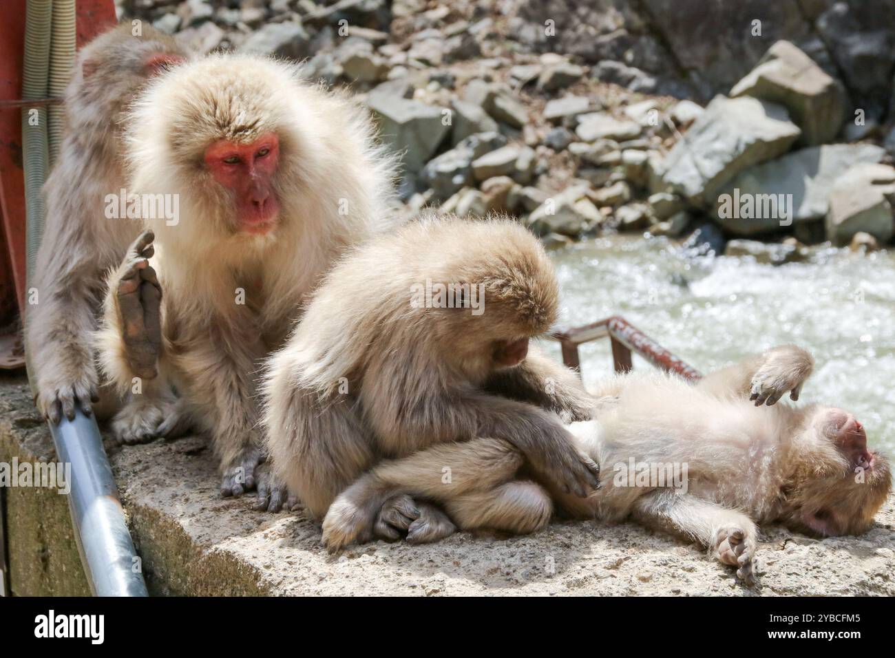 Jigoku-dani Snow Monkey Park, located in Yamanouchi, is known for its ...