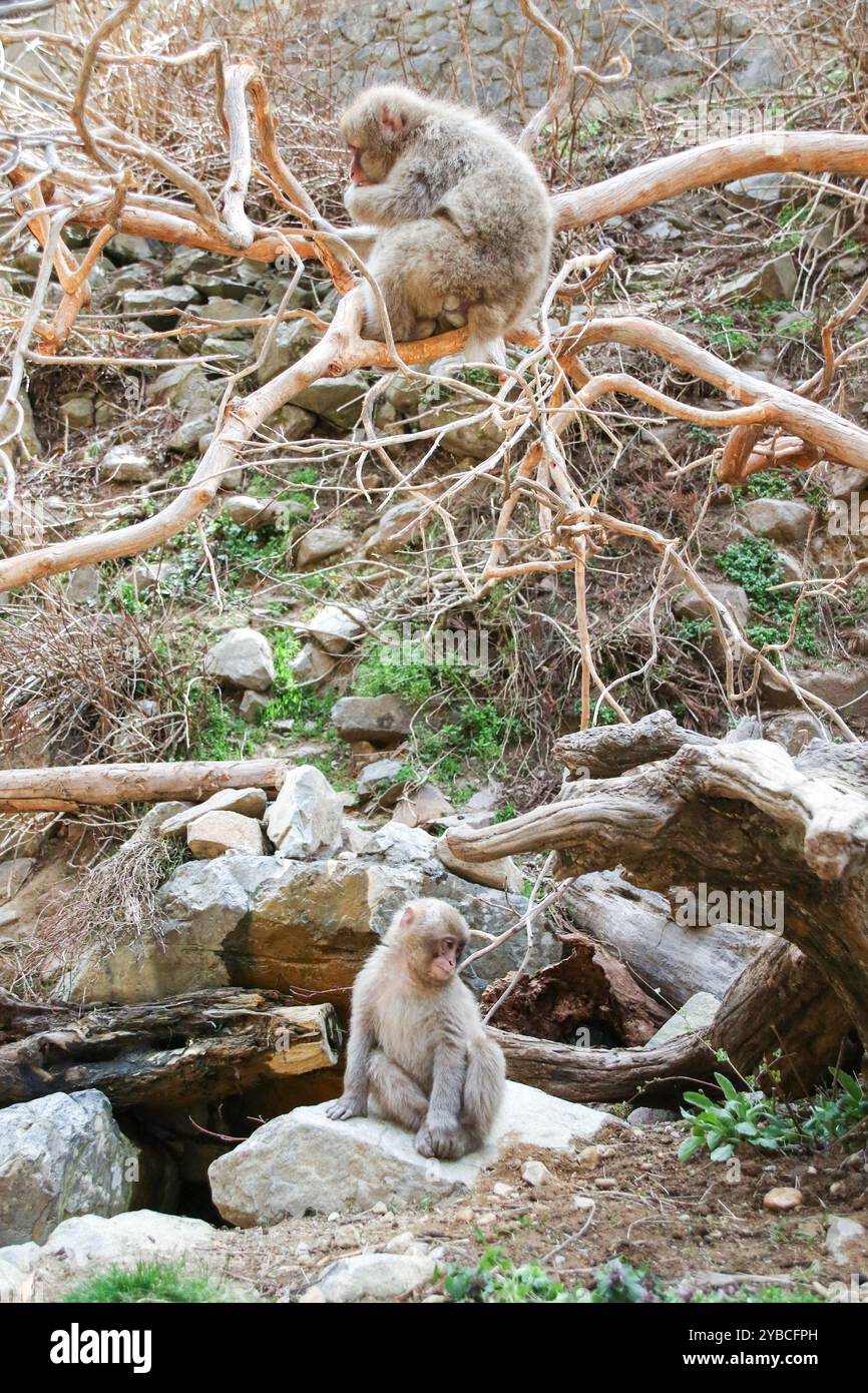 Jigoku-dani Snow Monkey Park, located in Yamanouchi, is known for its ...