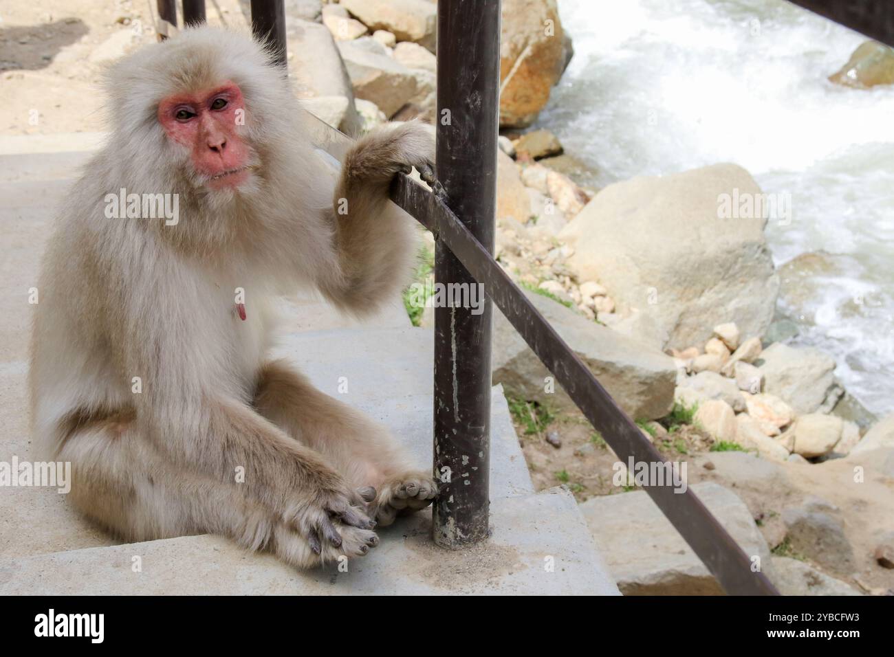 Jigoku-dani Snow Monkey Park, located in Yamanouchi, is known for its ...