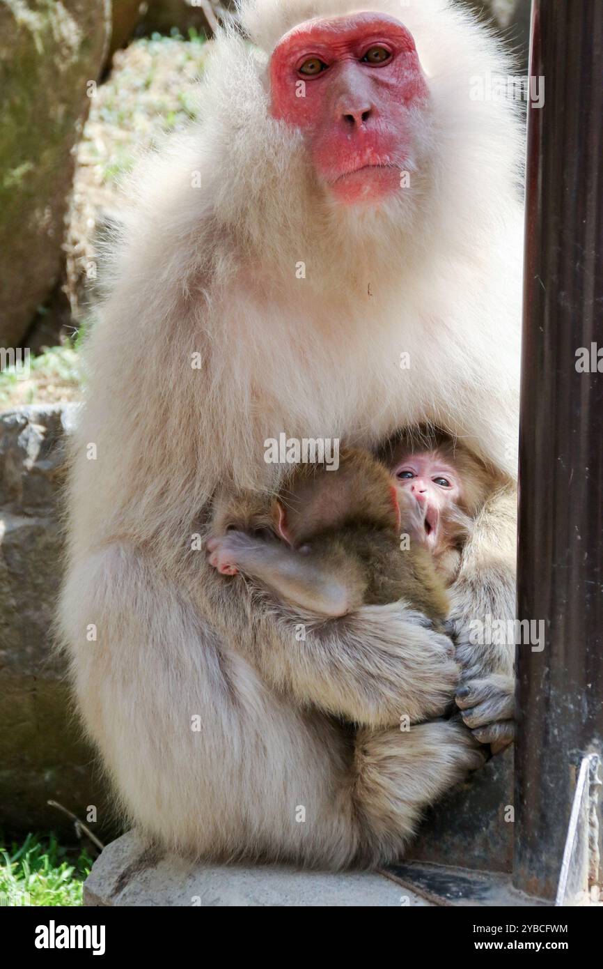 Jigoku-dani Snow Monkey Park, located in Yamanouchi, is known for its ...