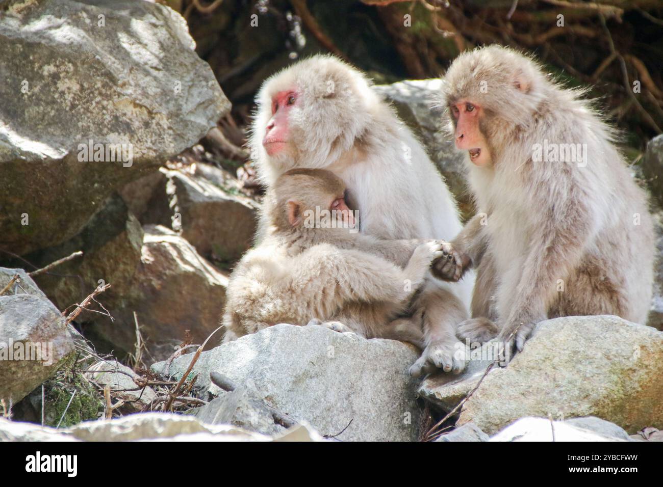 Jigoku-dani Snow Monkey Park, located in Yamanouchi, is known for its ...