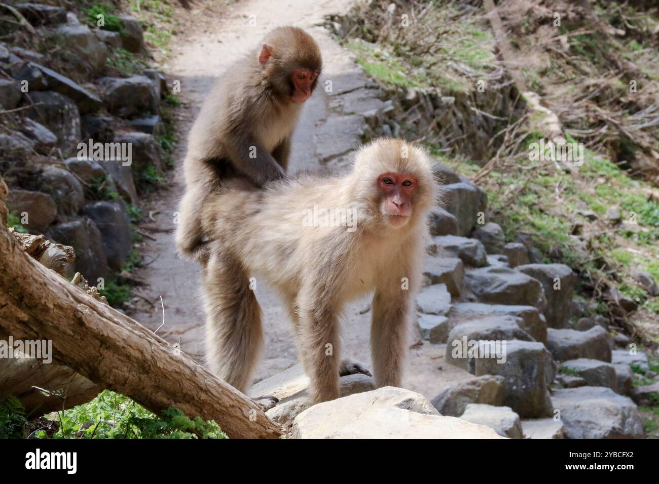 Jigoku-dani Snow Monkey Park, located in Yamanouchi, is known for its ...