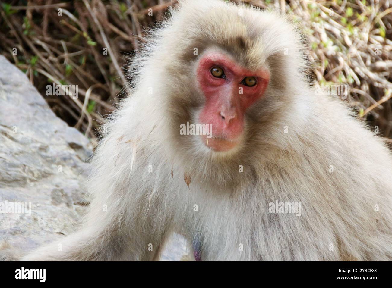 Jigoku-dani Snow Monkey Park, located in Yamanouchi, is known for its ...