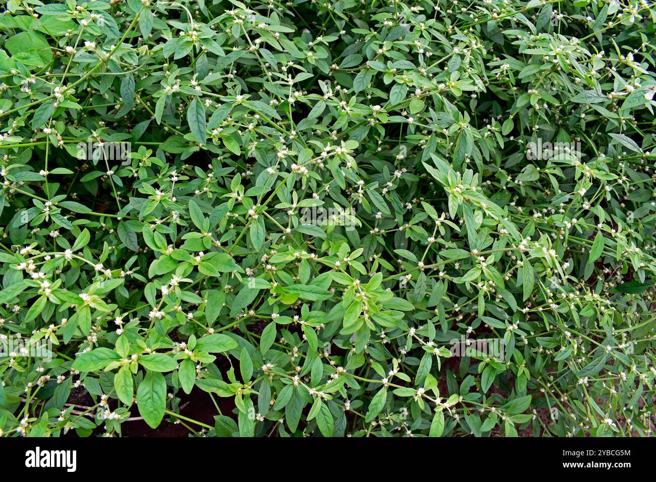 Brazilian spinach plant (Alternanthera sessilis) in Ribeirao Preto, Sao ...