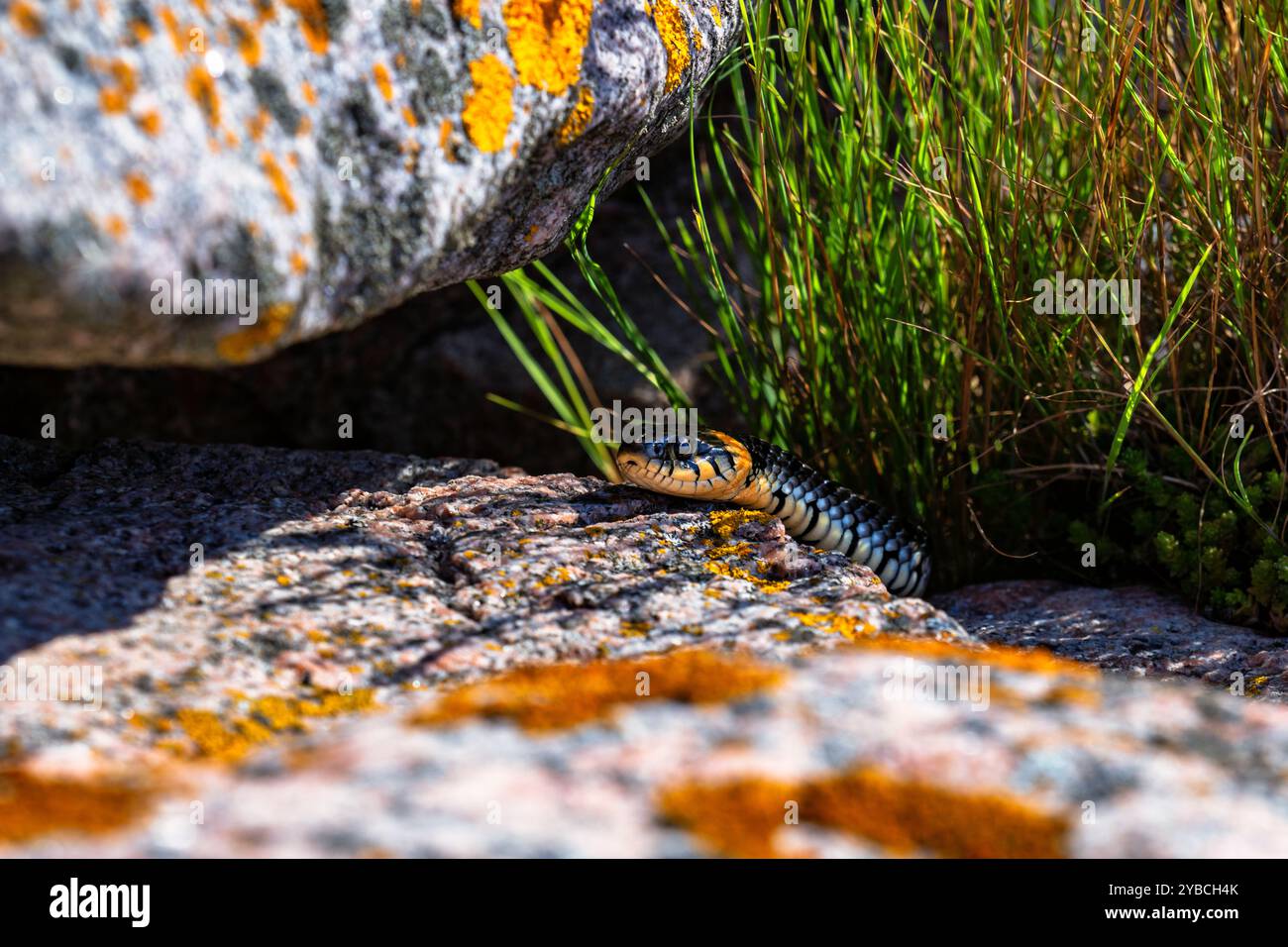 Peaceful invertebrate hi-res stock photography and images - Alamy