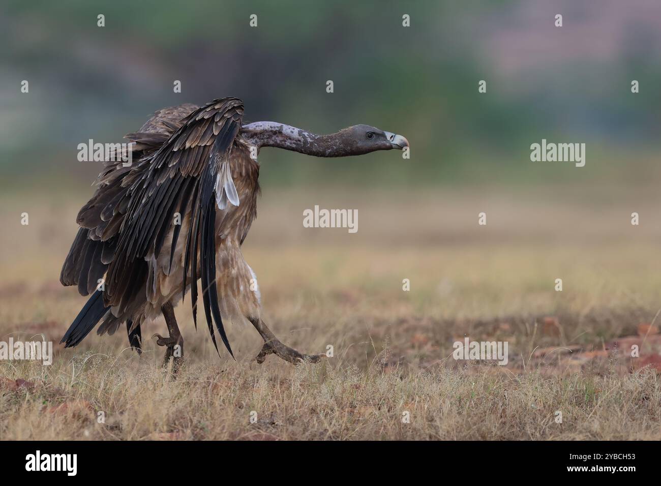 Beauty vulture wallpaper hi-res stock photography and images - Alamy