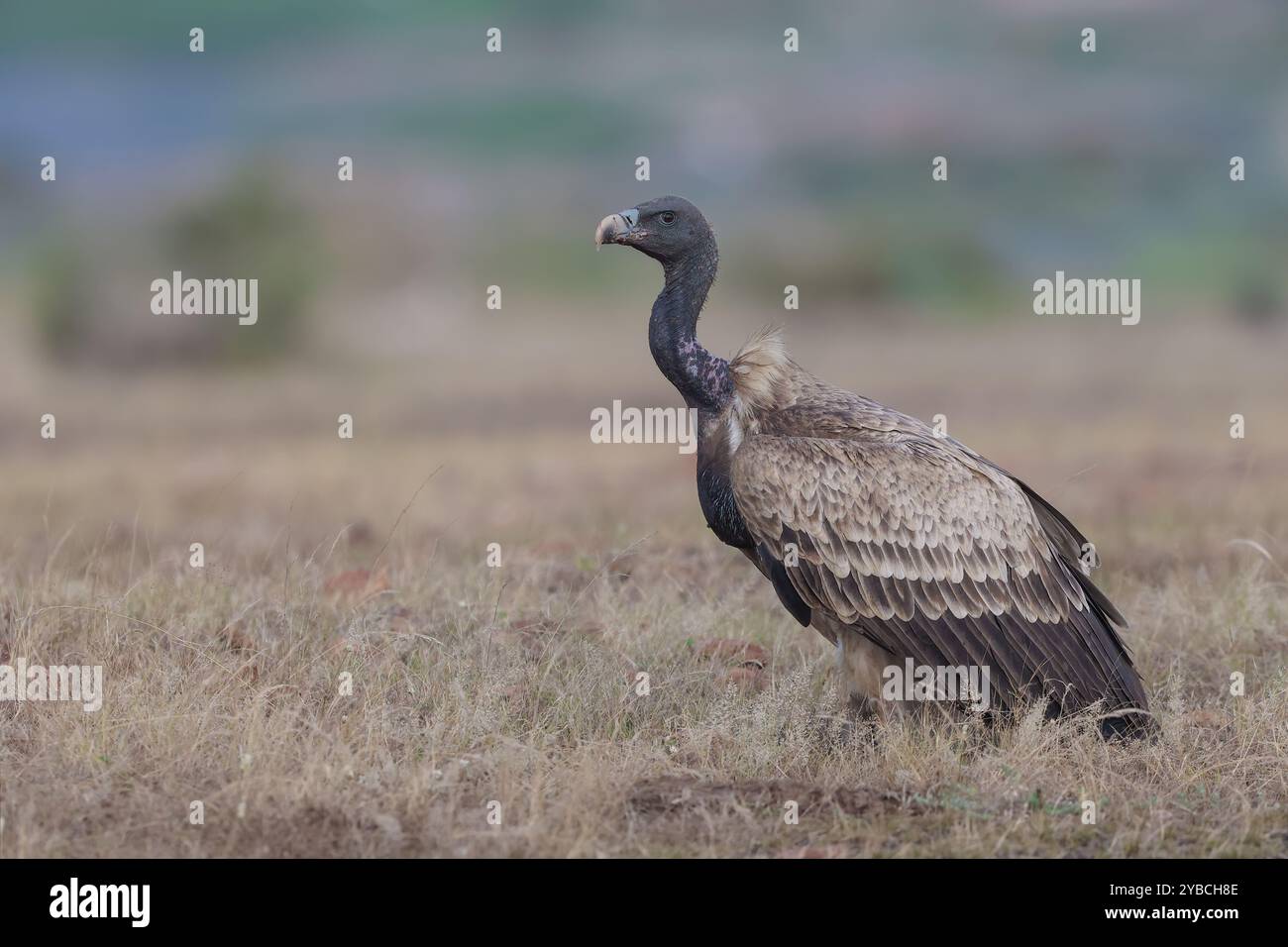 Long-billed Vulture (Adult) - An endangered specie of vultures from ...