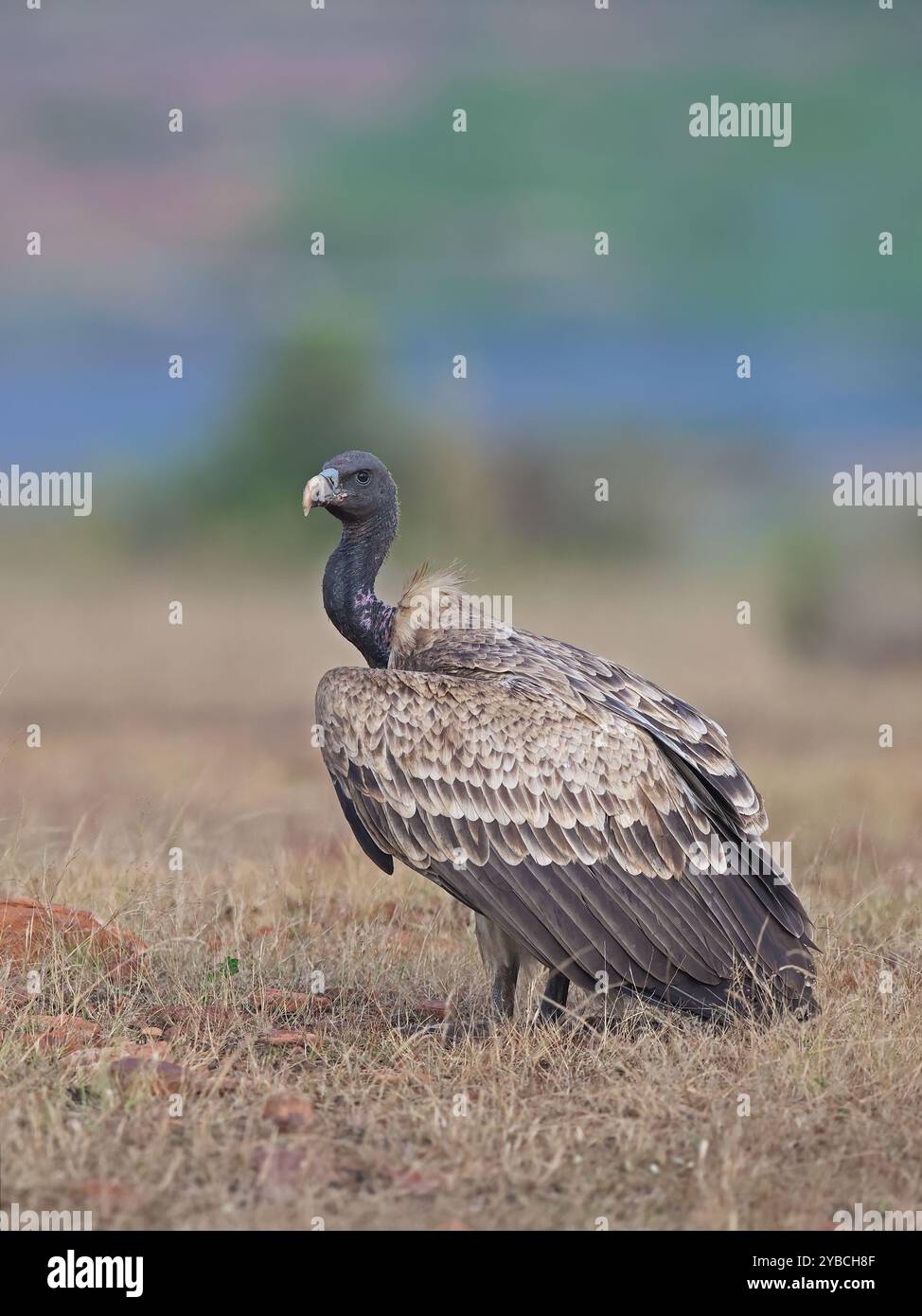 Long-billed Vulture (Adult) - An endangered specie of vultures from ...