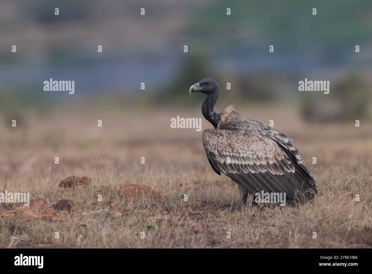Long-billed Vulture (Adult) - An endangered specie of vultures from ...