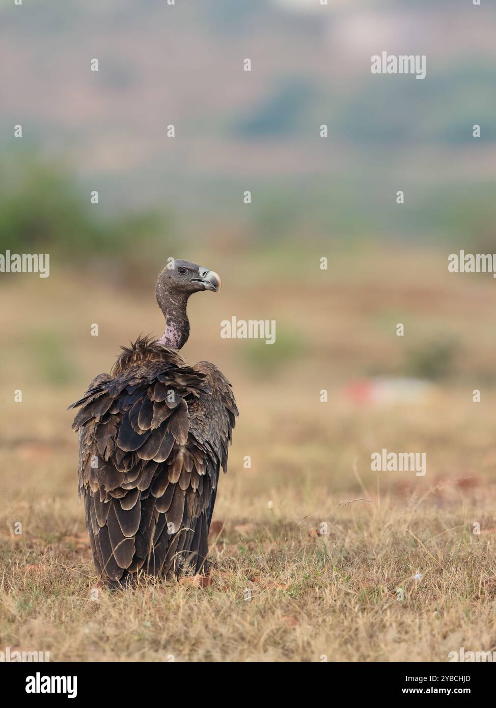 Long-billed Vulture - An endangered and vulnerable specie of vultures ...